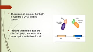 Yeast two hybrid system | PPTX