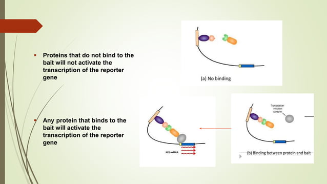 Yeast two hybrid system | PPTX