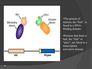 Yeast two hybrid | PPTX