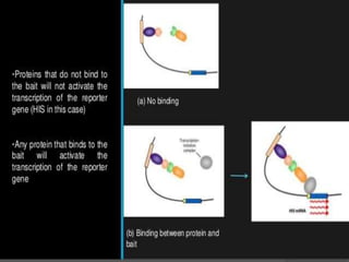 Yeast two hybrid | PPTX