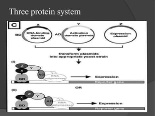 Yeast two hybrid | PPTX