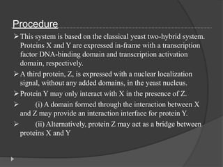 Yeast two hybrid | PPTX