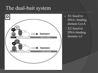 Yeast two hybrid | PPTX