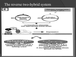 Yeast two hybrid | PPTX