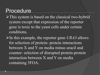 Yeast two hybrid | PPTX