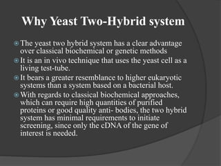 Yeast two hybrid | PPTX