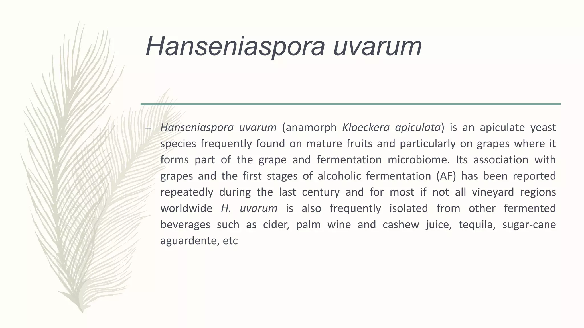 Yeast in food industry | PPTX