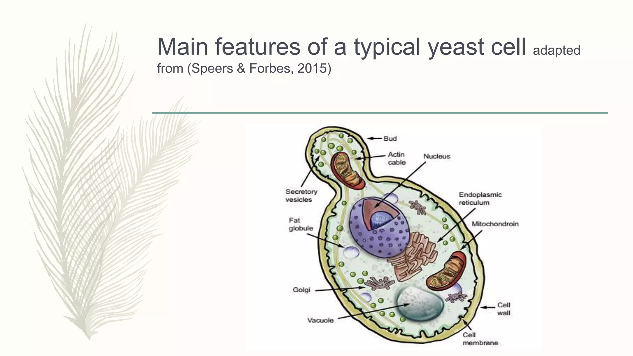 Yeast in food industry | PPTX