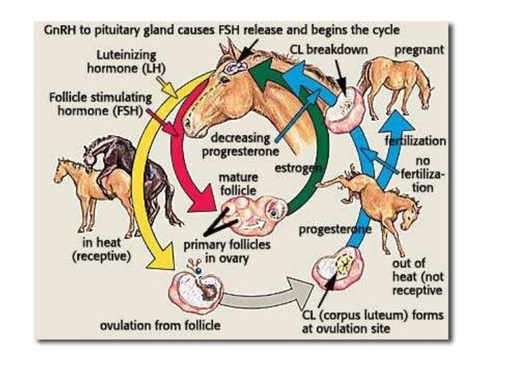 Reproducción Equina