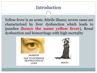 yellow fever.pptx