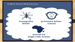 yellow fever slideshare ppt by manish kumar | PPTX