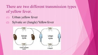 Yellow fever | PPTX