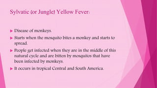 Yellow fever presentation | PPTX