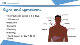 Yellow Fever Signs And Symptoms