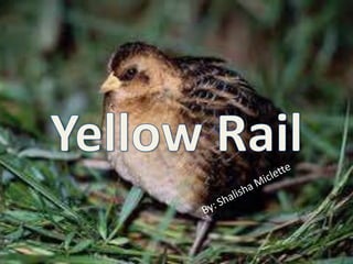 Yellow rail | PPTX