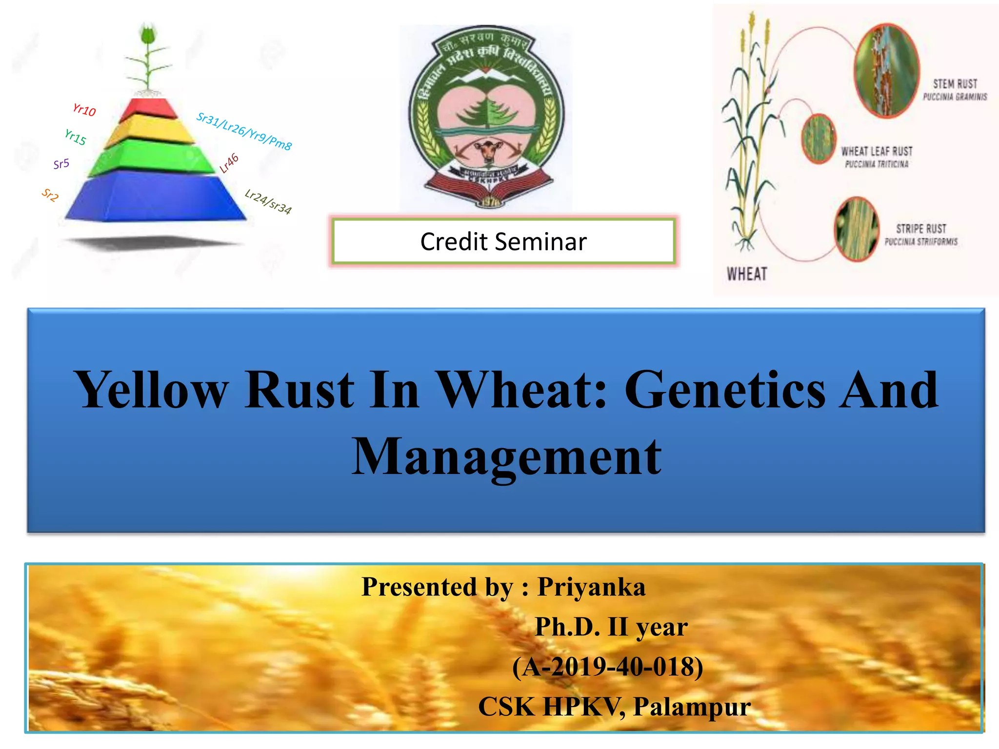 Yellow rust seminar by Priyanka (Phd Scholar Genetics and Plant ...