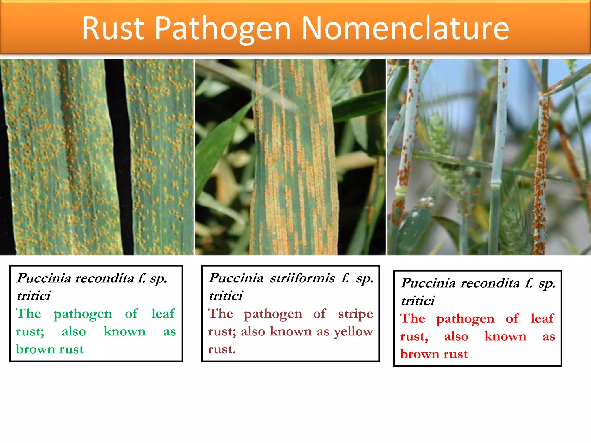 Yellow rust seminar by Priyanka (Phd Scholar Genetics and Plant ...