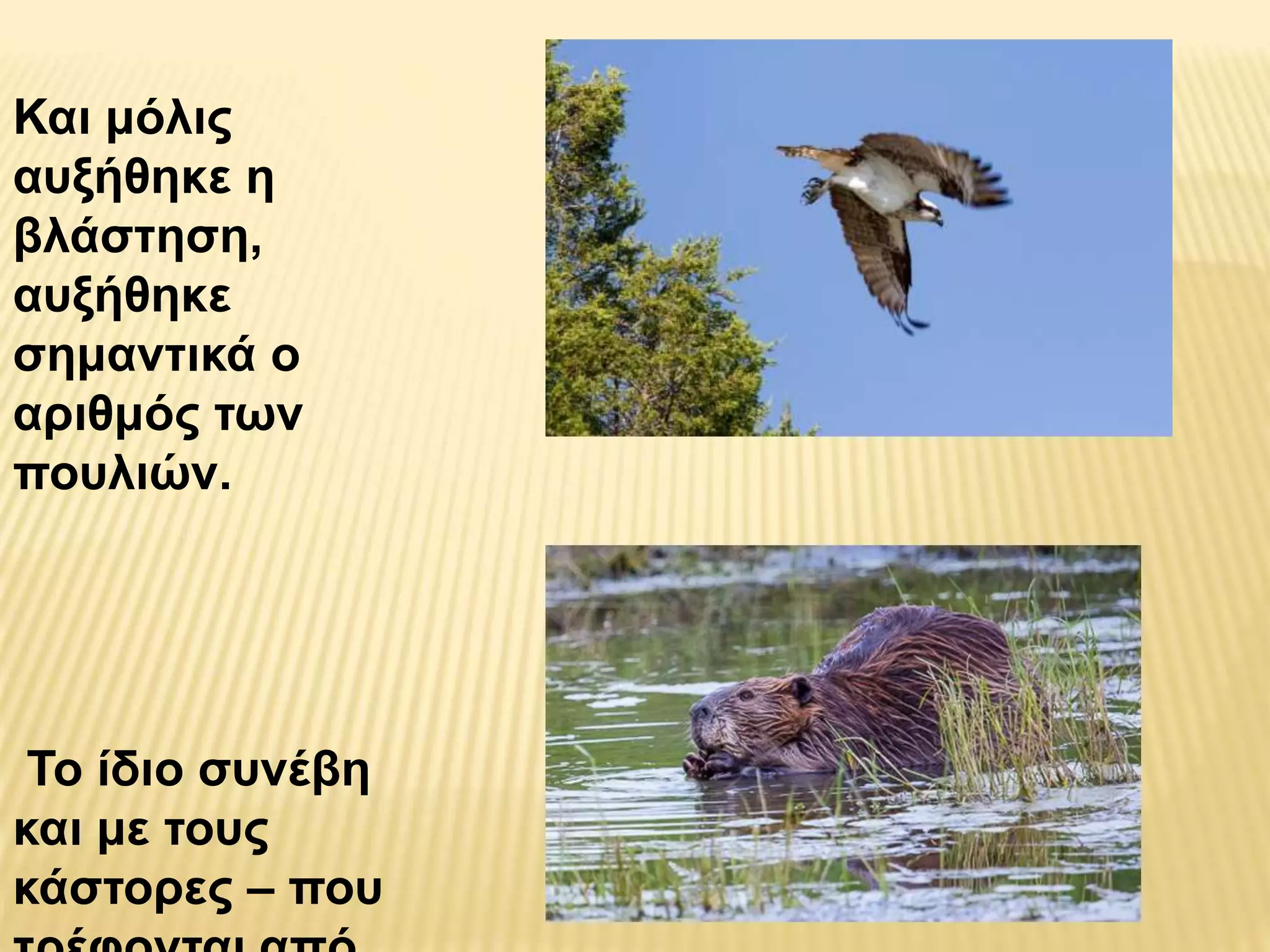 Πώς οι λύκοι αλλάζουν τα ποτάμια | PPTX