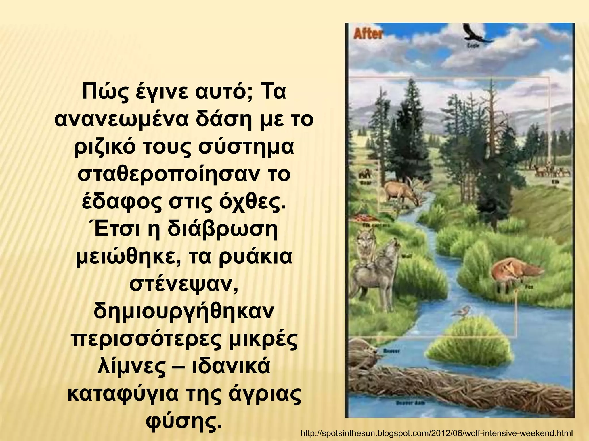 Πώς οι λύκοι αλλάζουν τα ποτάμια | PPTX