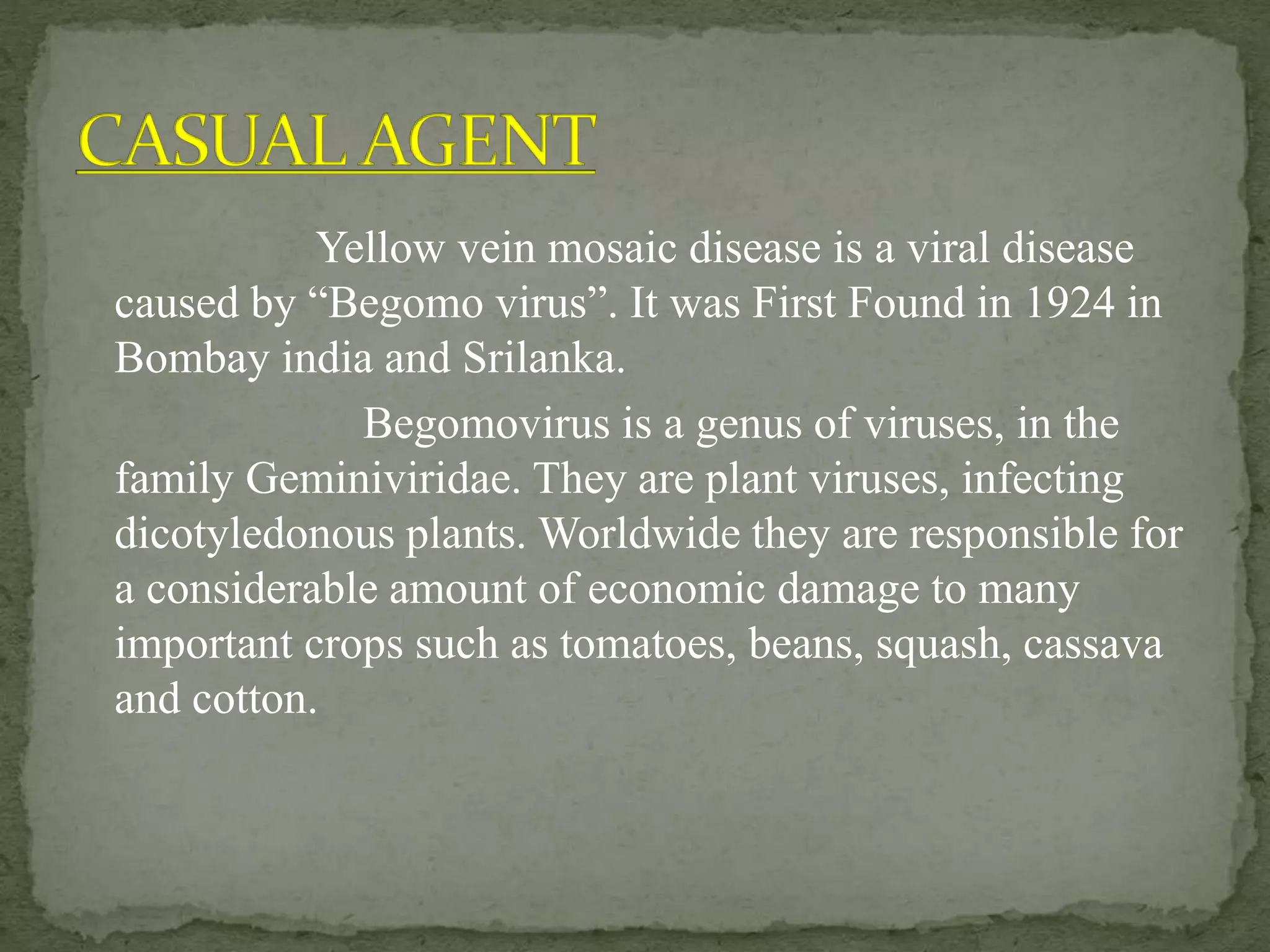 Yellow vein mosaic of bhindi , begomo virus | PPTX