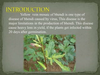 Yellow vein mosaic of bhindi , begomo virus | PPTX