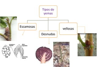 Yemas en las plantas-botanica | PPTX
