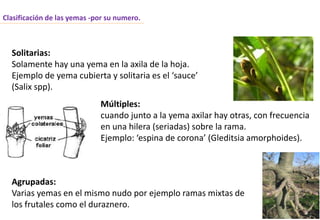 Yemas en las plantas-botanica | PPTX