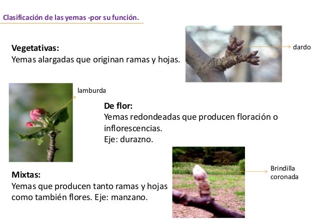 Yemas en las plantas-botanica