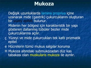 Yemek borusu özofagus histolojisi | PPT