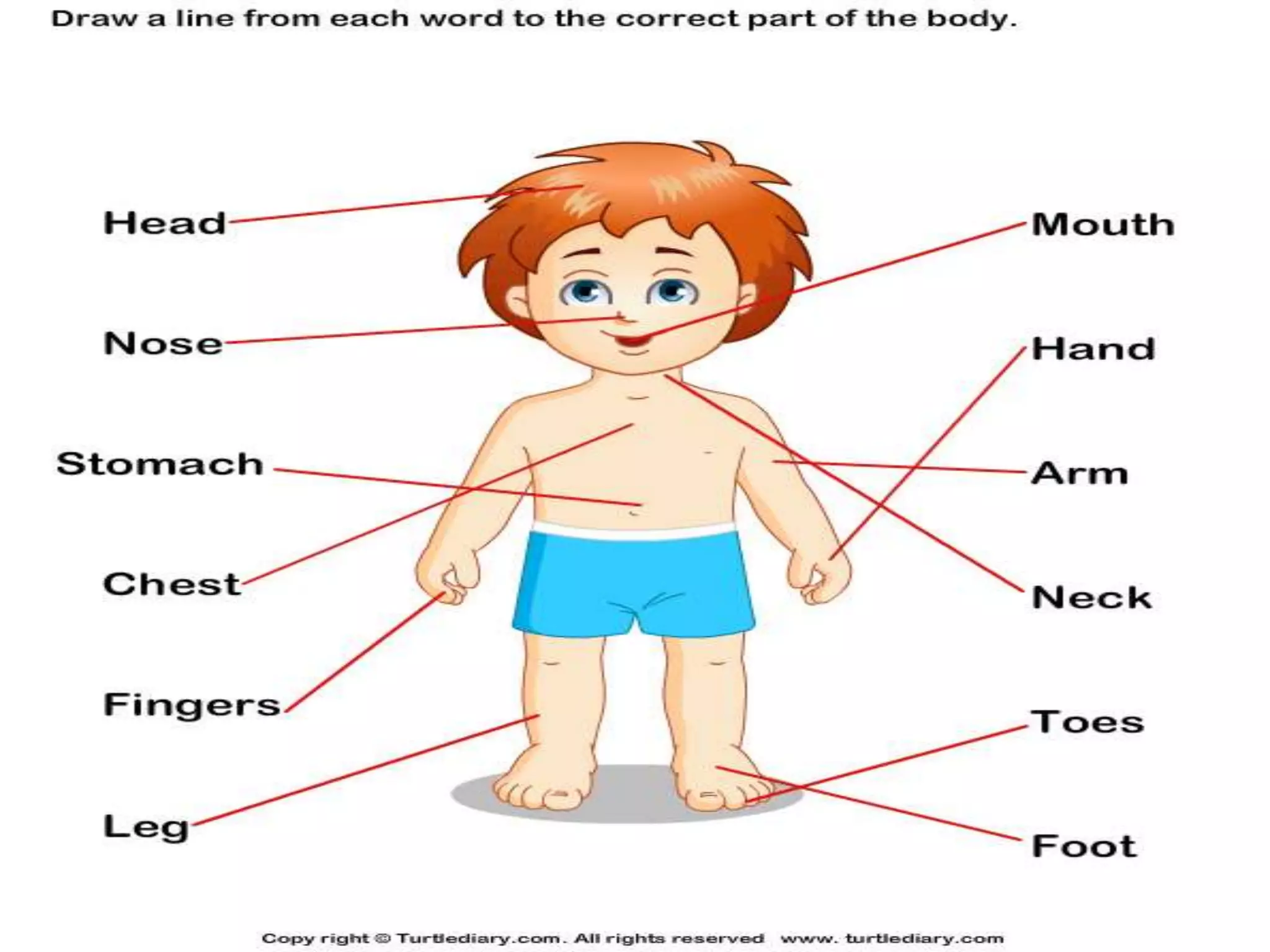 body parts and practice | PPT
