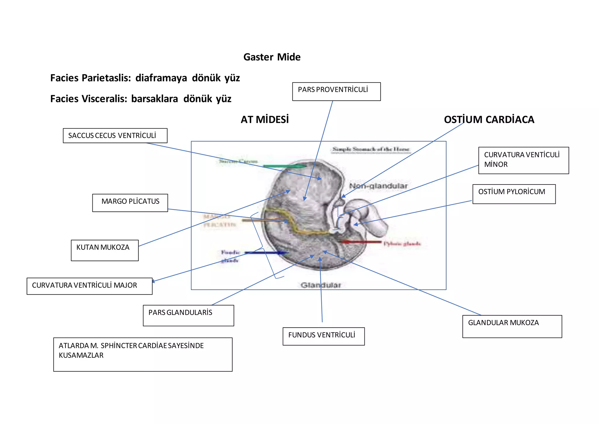 EQUİDEA GASTER (MİDE) | PPT
