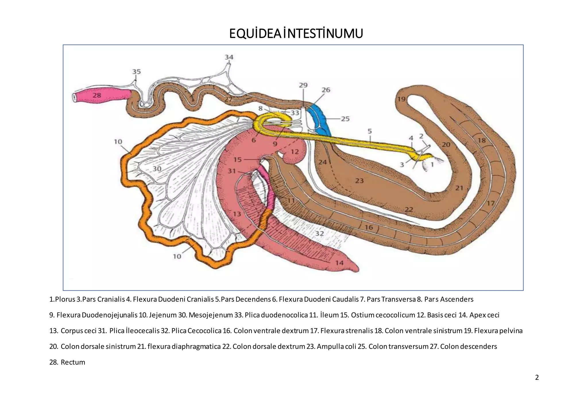 veteriner Anatomi İntestinum | DOCX