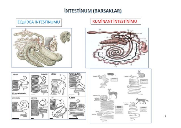 veteriner Anatomi İntestinum | DOCX