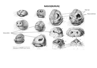 Nasus Anatomi Veteriner | DOCX