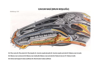 Nasus Anatomi Veteriner | DOCX