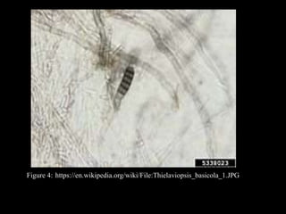 coconut stem bleeding | PPTX