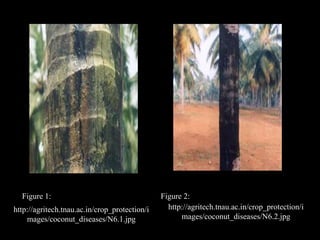 coconut stem bleeding | PPTX