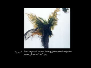 coconut stem bleeding | PPTX