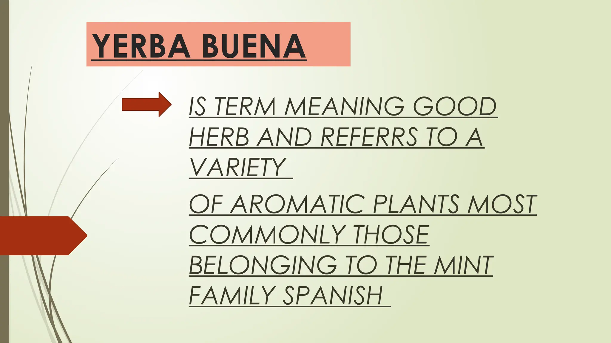 YERBA BUENA ( good herbal medicine).pptx