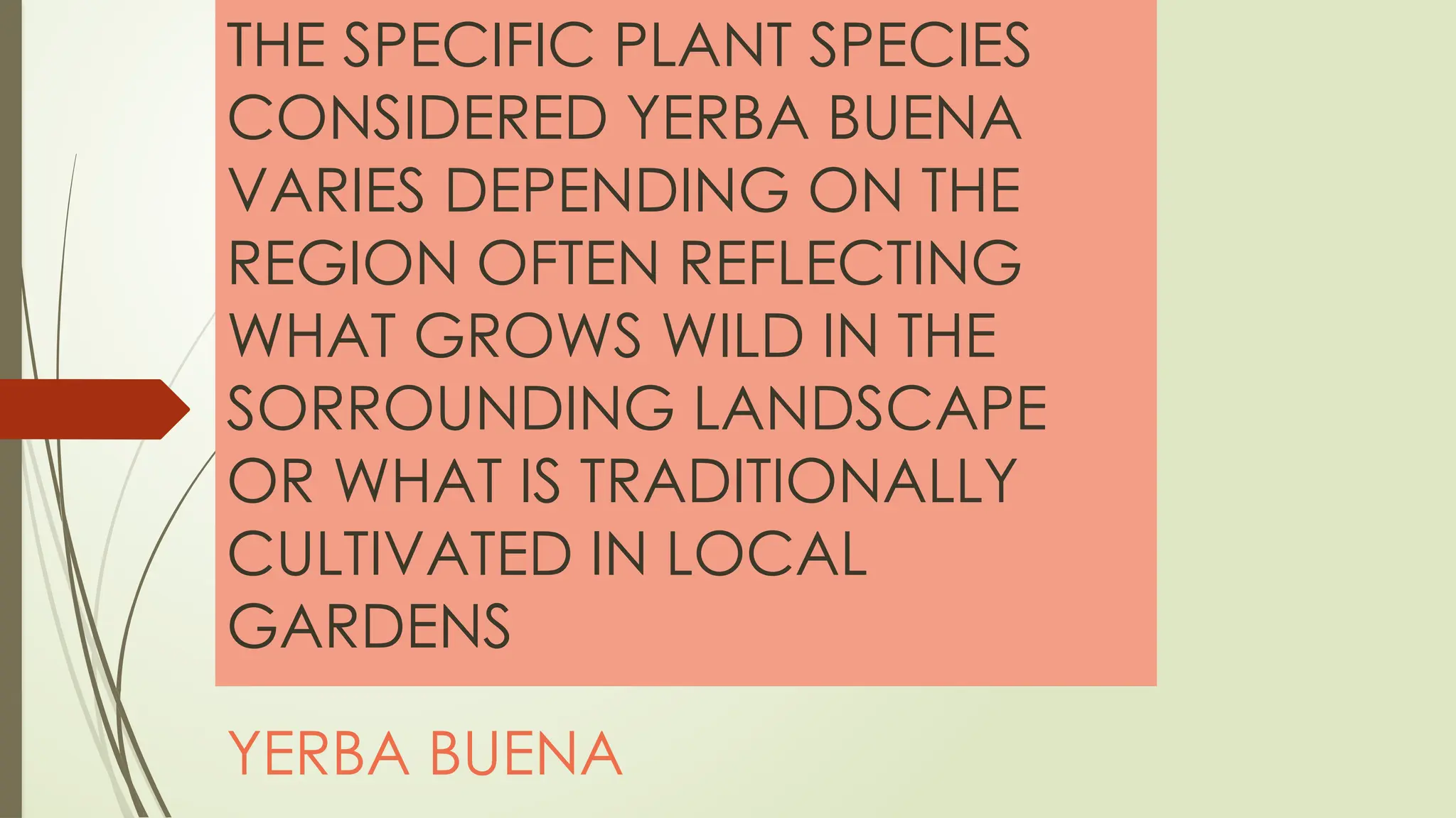 YERBA BUENA ( good herbal medicine).pptx