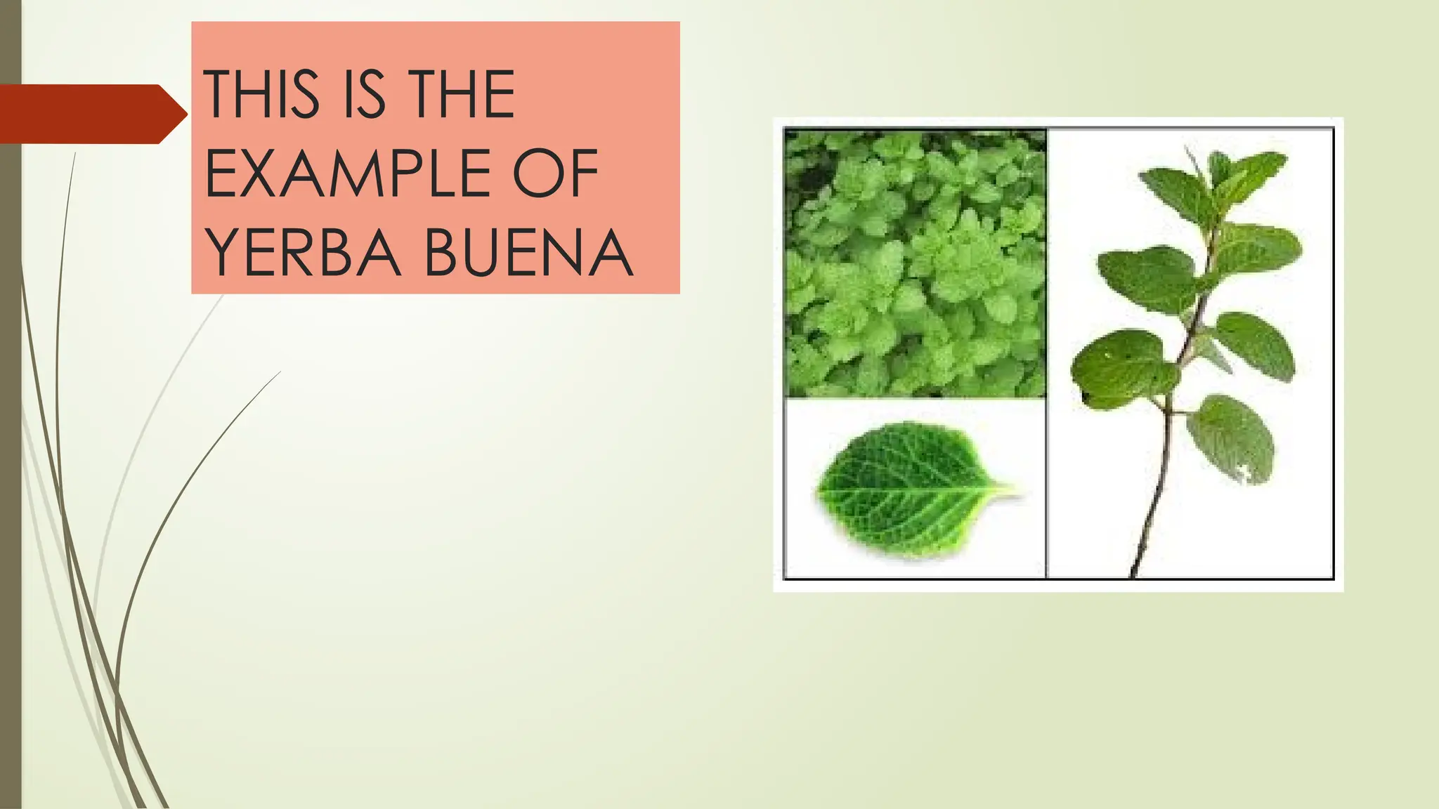 YERBA BUENA ( good herbal medicine).pptx
