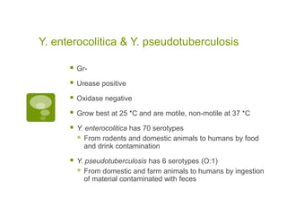 Yersinia | PPTX