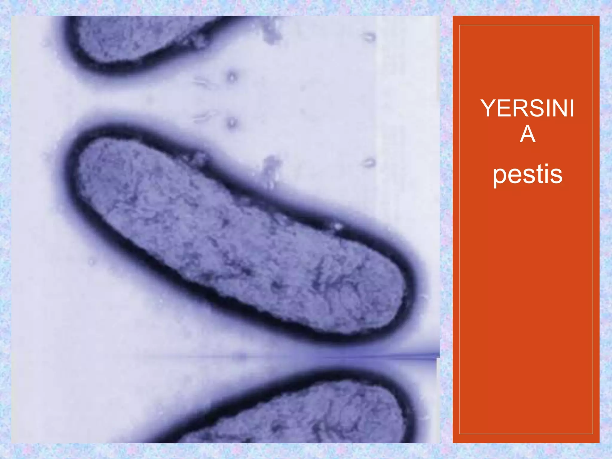Yersinia | PPTX