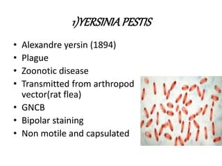 Yersinia | PPTX