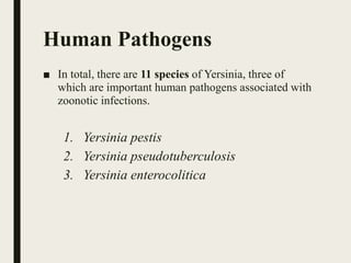 Yersinia | PPTX