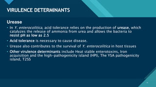 Yersinia entercolitica | PPTX | Digestive Disorders | Diseases and ...