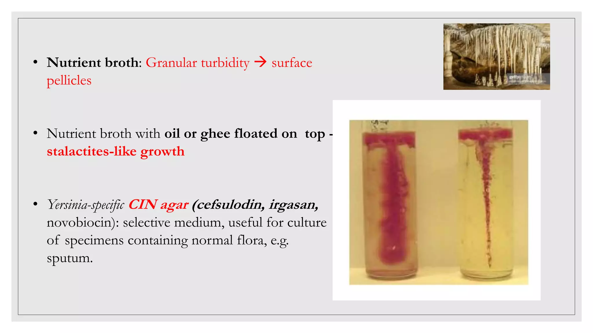 Yersinia,Pasteurella,Francisella | PPTX