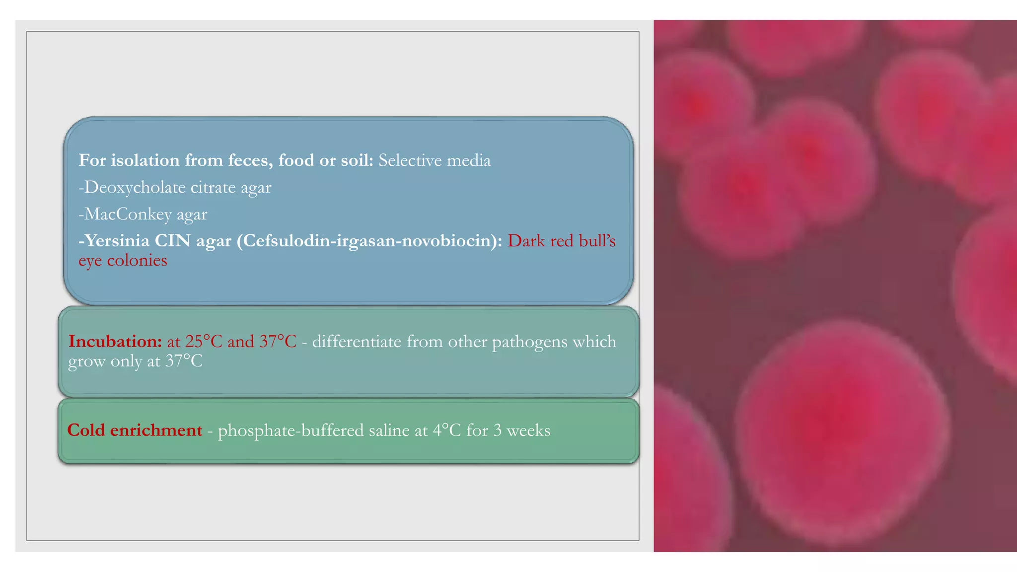 Yersinia,Pasteurella,Francisella | PPTX