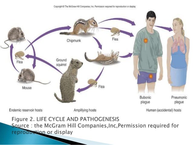 Yersinia pestis .....