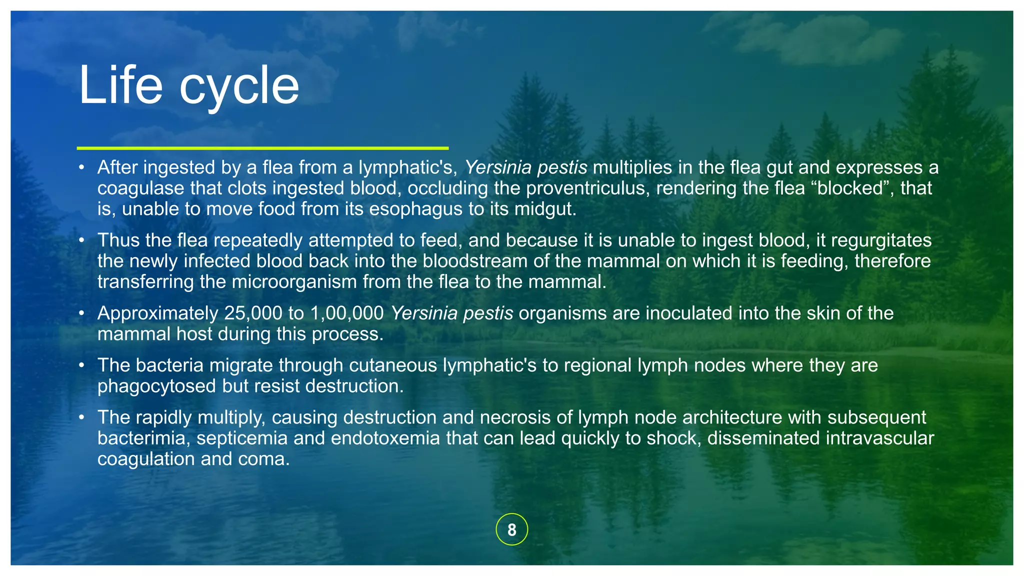 Yersinia pestis presentation | PPTX